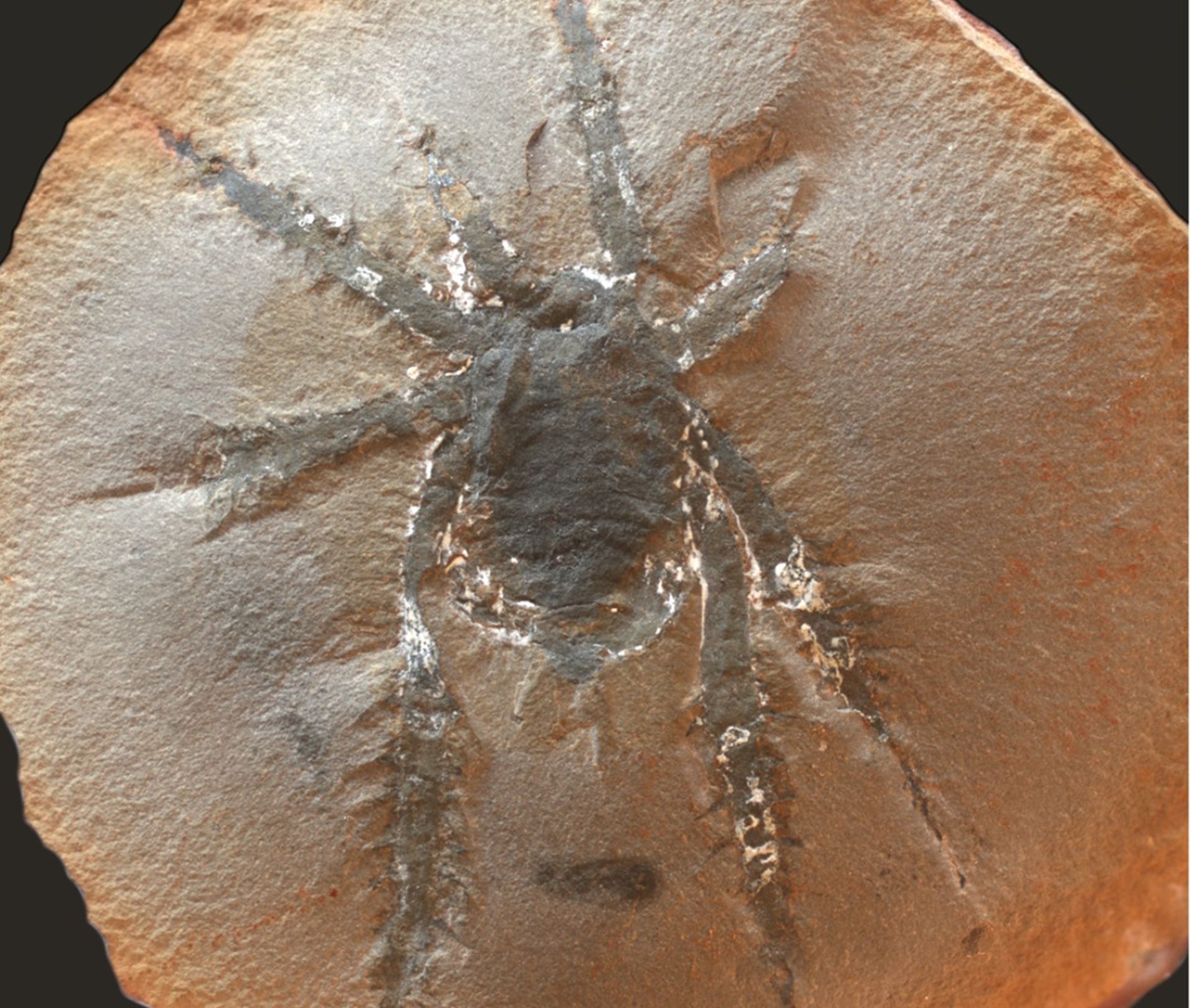 O arahnidă care trăia în urmă cu 300 de milioane ani avea picioare cu spini