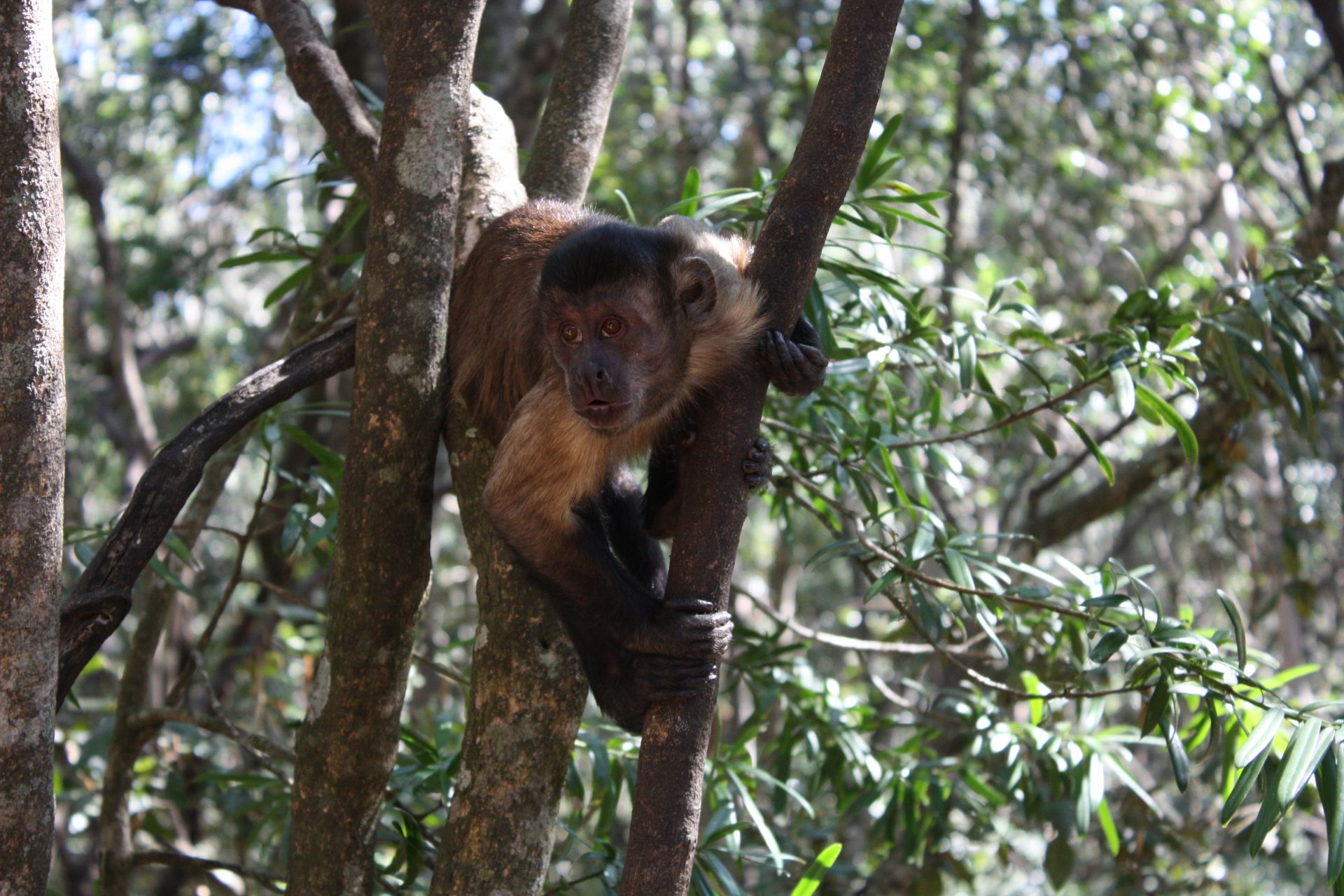 Maimuțele capucin folosesc pietre și bețe pentru a căuta mâncare în pământ