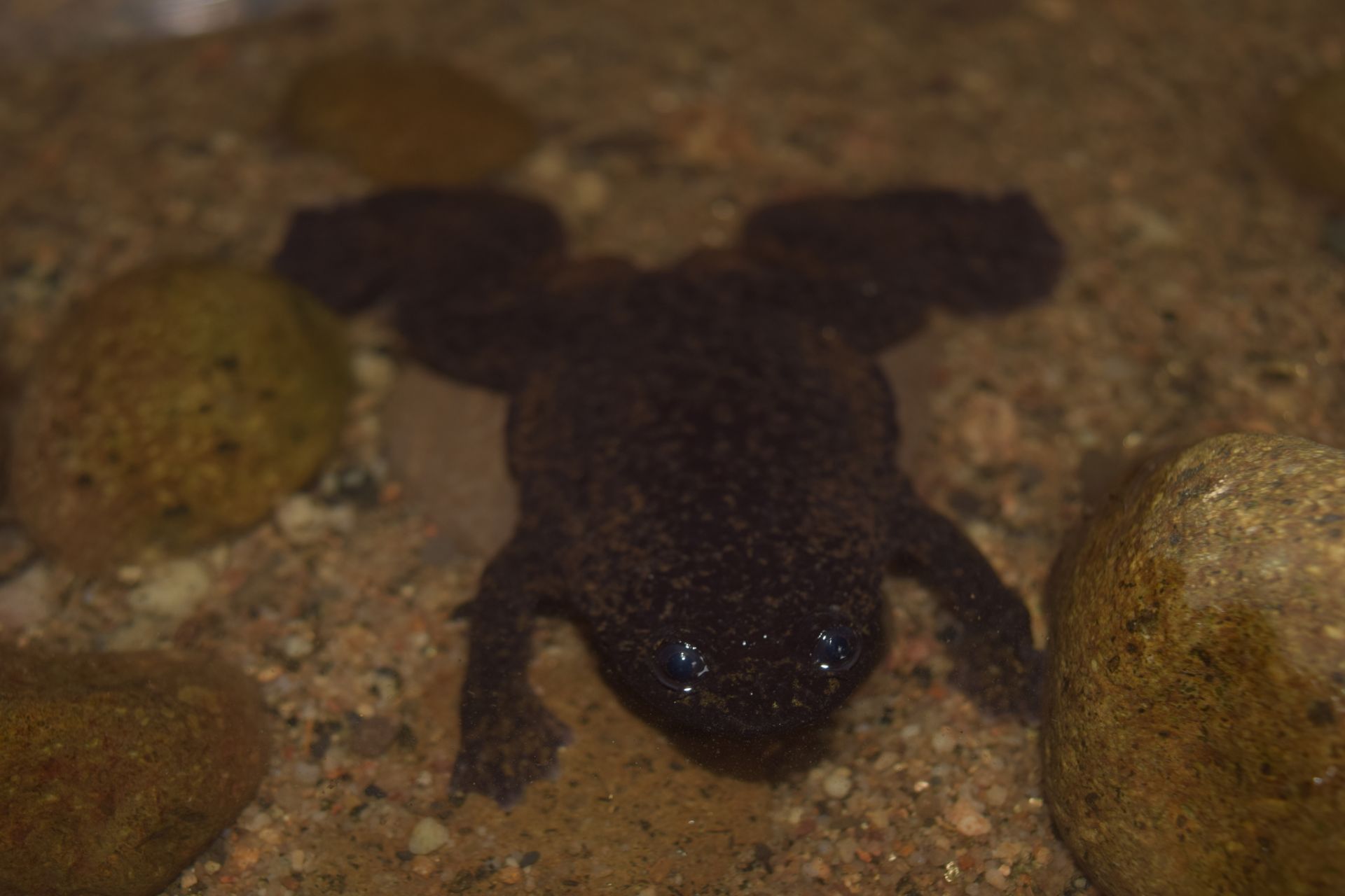 Ce au descoperit cercetătorii după ce au studiat din nou o specie de ...