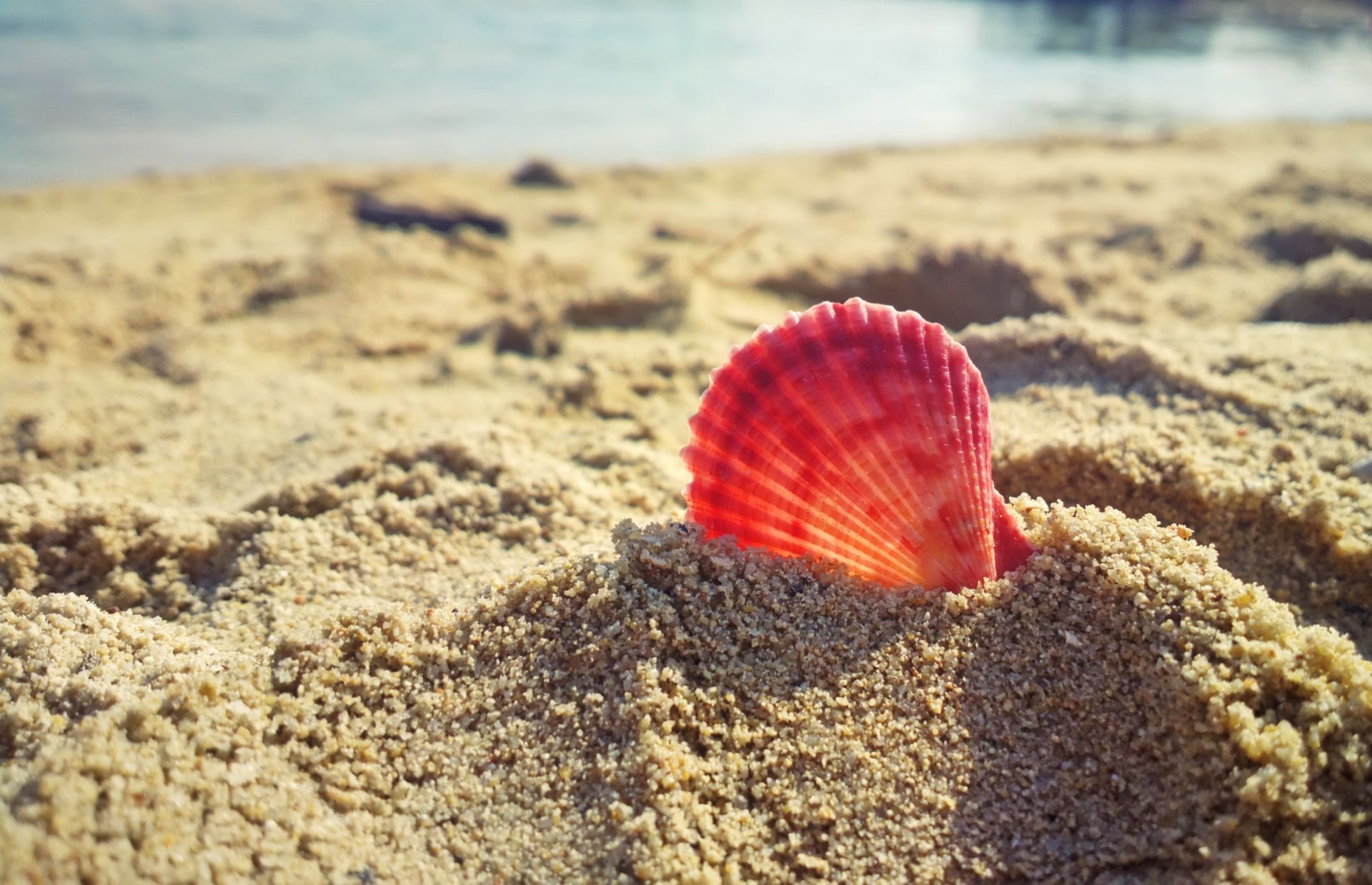 De ce nu este bine să aduni scoicile de pe plajă