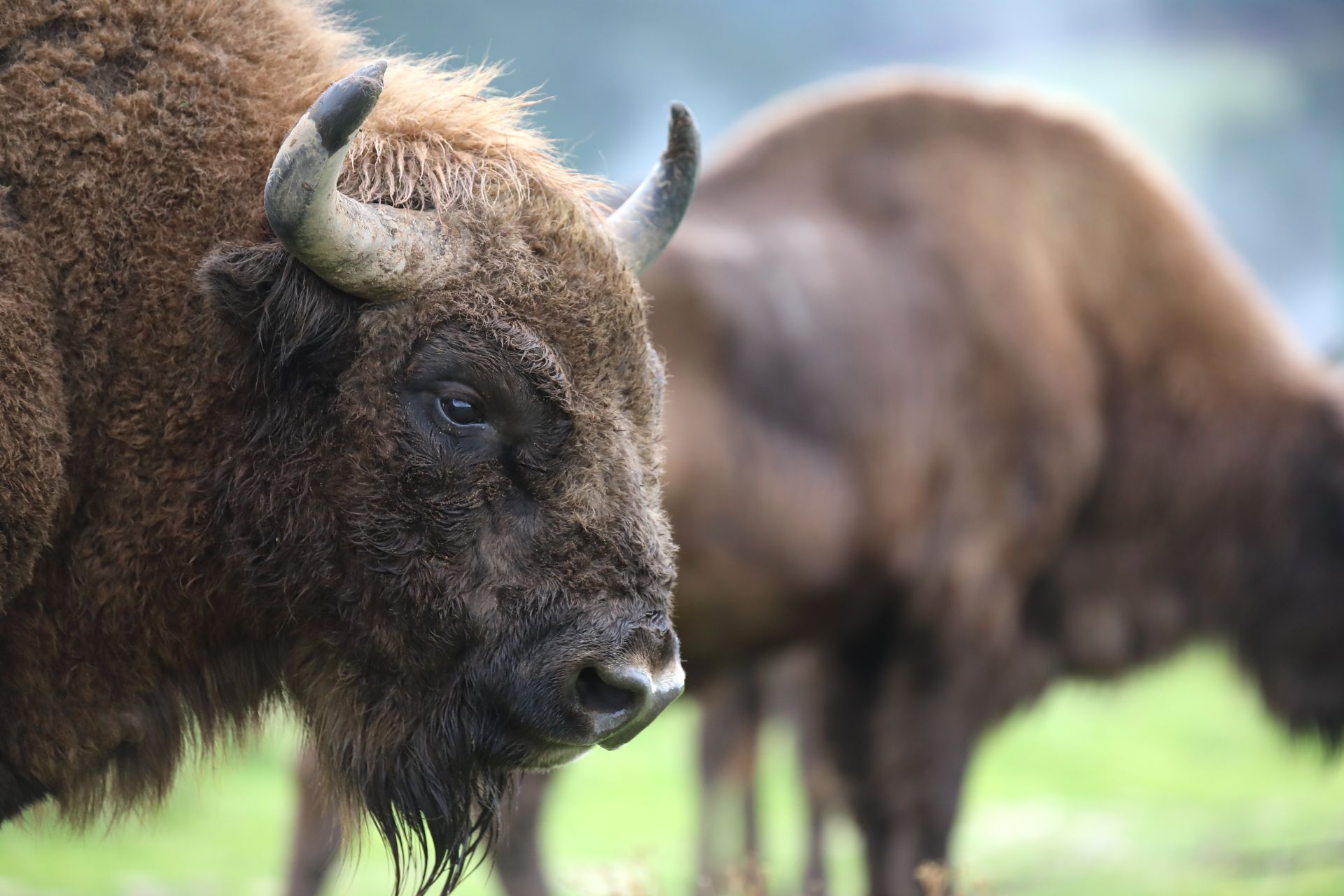 O singură turmă de zimbri din România ar putea capta CO2 de la peste 40 ...