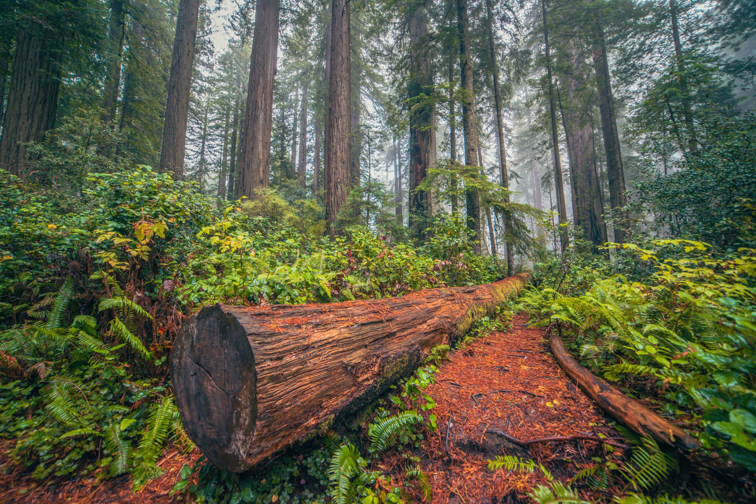 Un bărbat care s-a rătăcit într-o pădure din statul american din ...