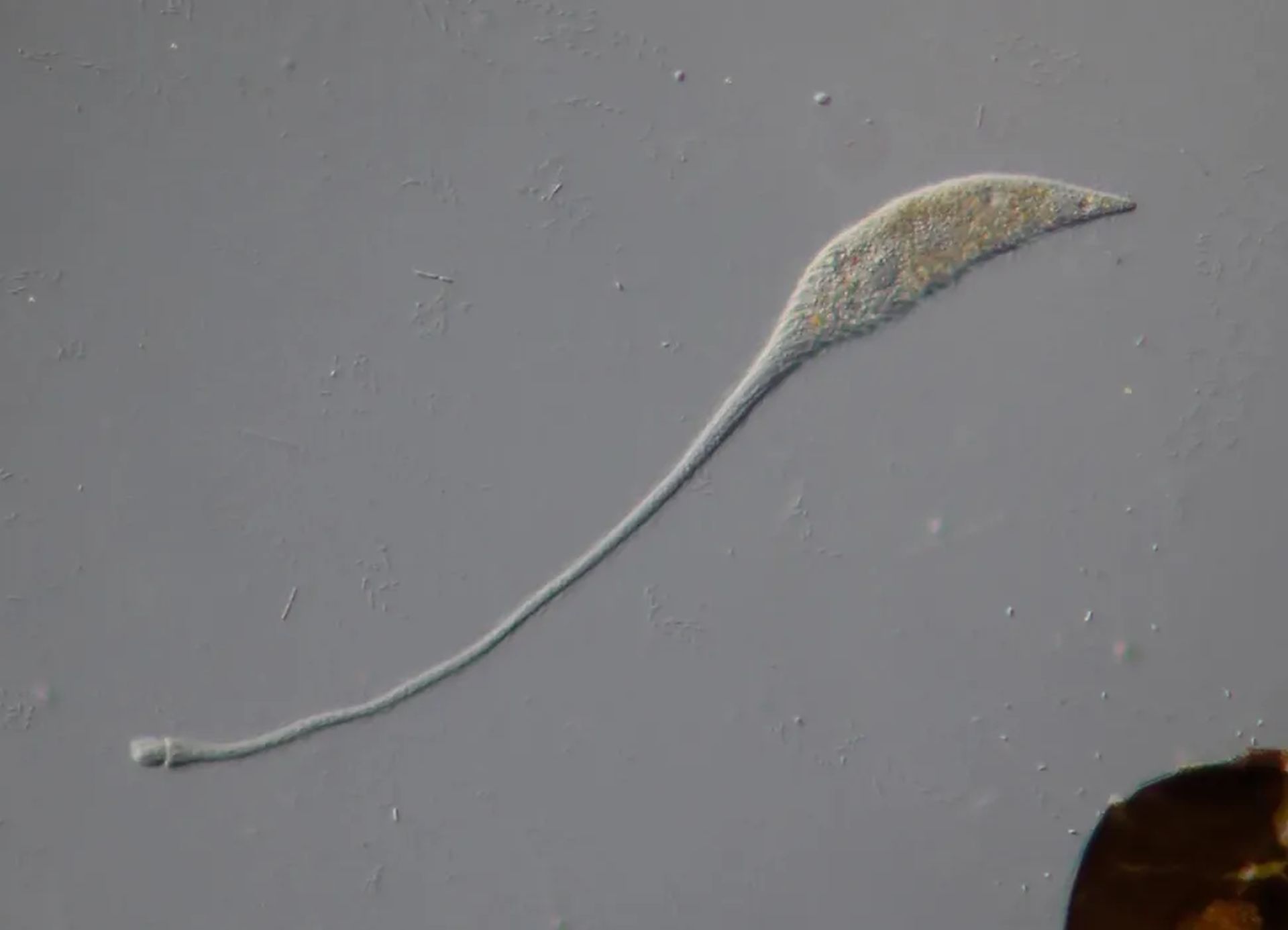 Microbul „Monstrul din Loch Ness” își întinde gâtul până la 30 de ori ...