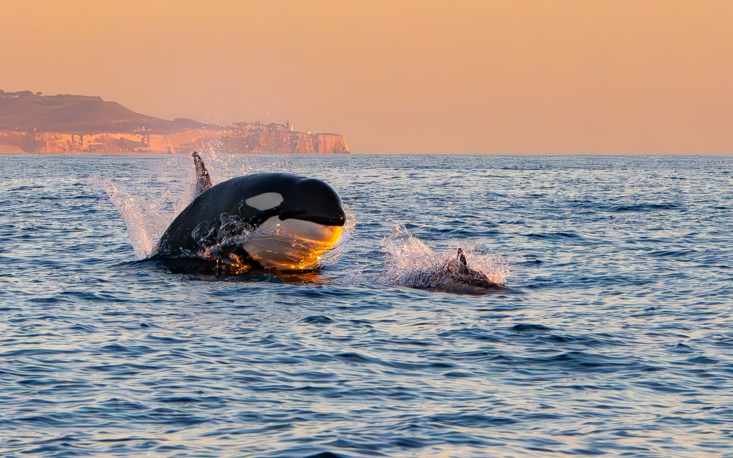 Balenele ucigașe vânează și mănâncă rechini în Golful California, au ...