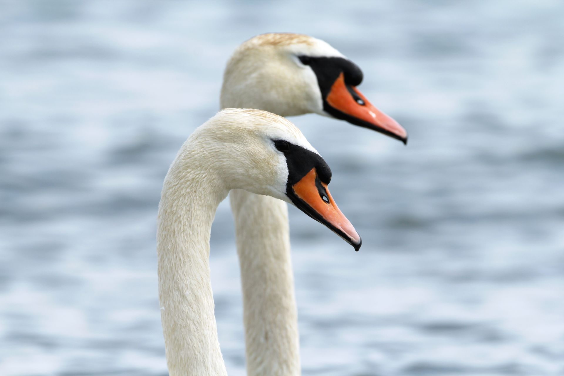 Polițiștii din Slatina au ajutat o lebădă suferindă