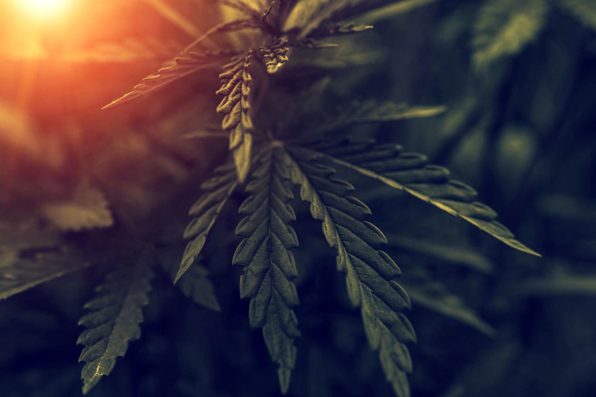 5.000 de cultivatori de canabis, grațiați de Regele Marocului
