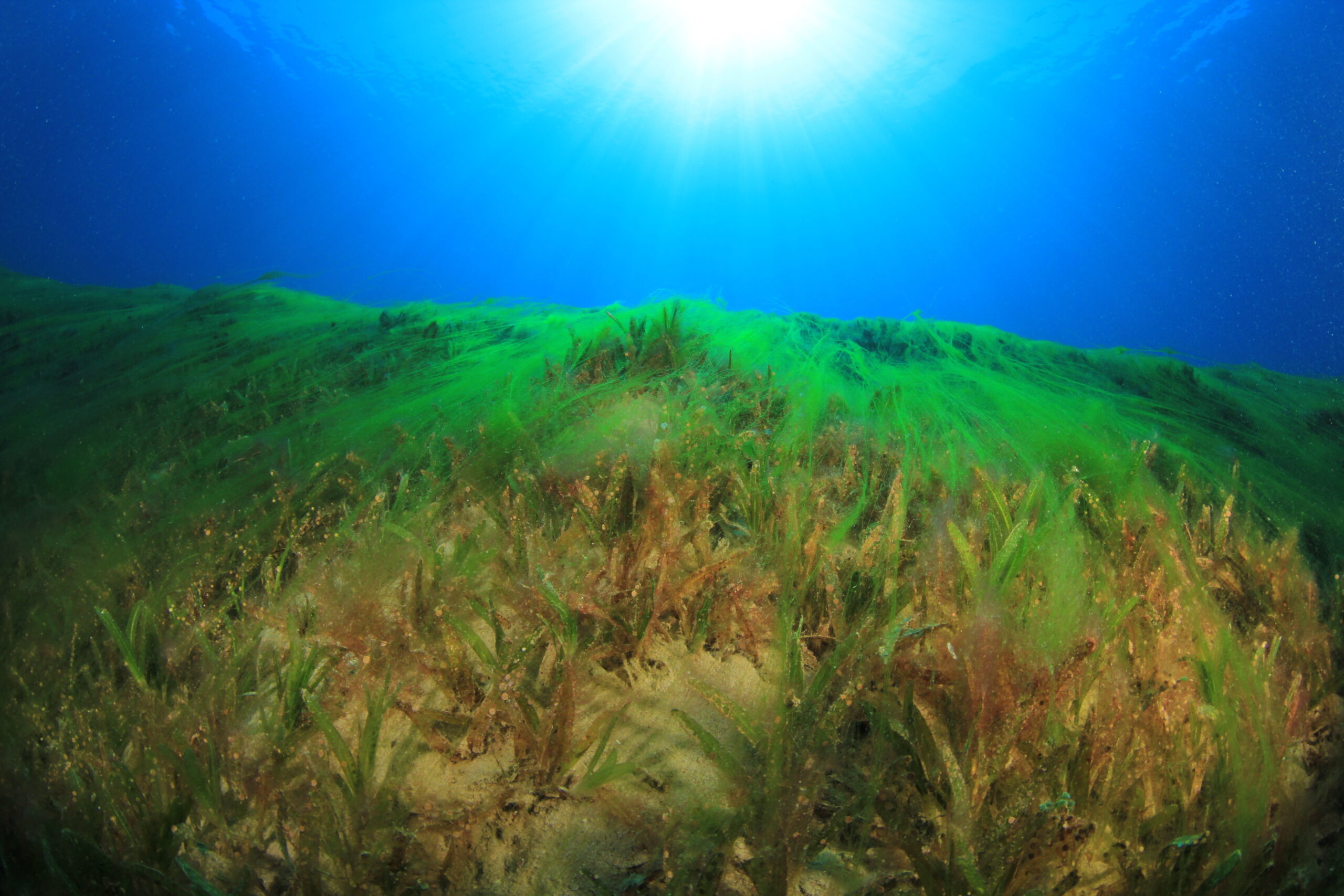 Unde a fost descoperită cea mai bătrână iarbă de mare din lume?