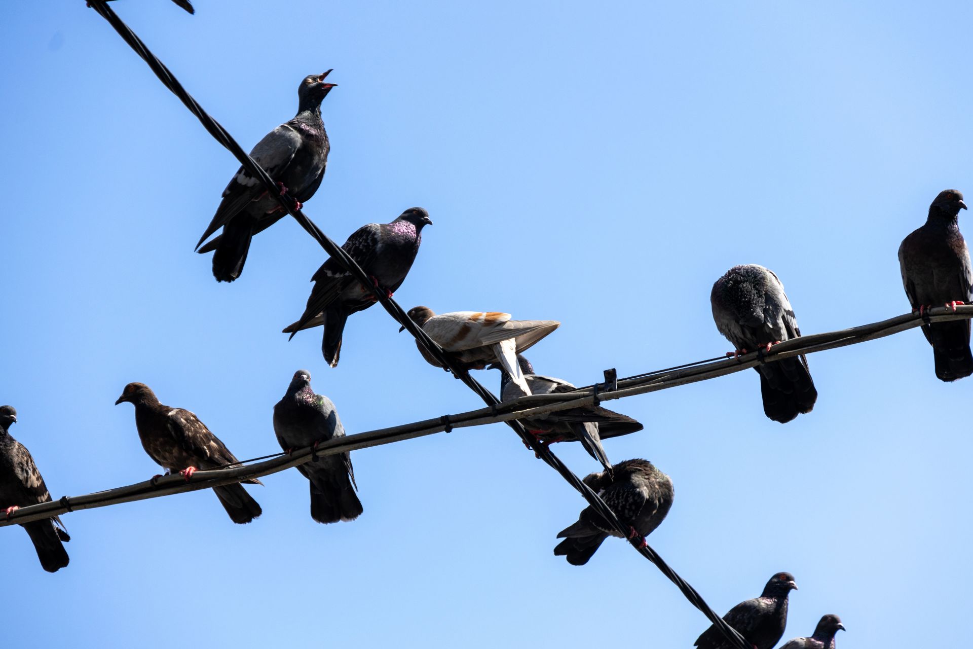 Cum de nu pățesc nimic păsările de pe cablurile de înaltă tensiune?