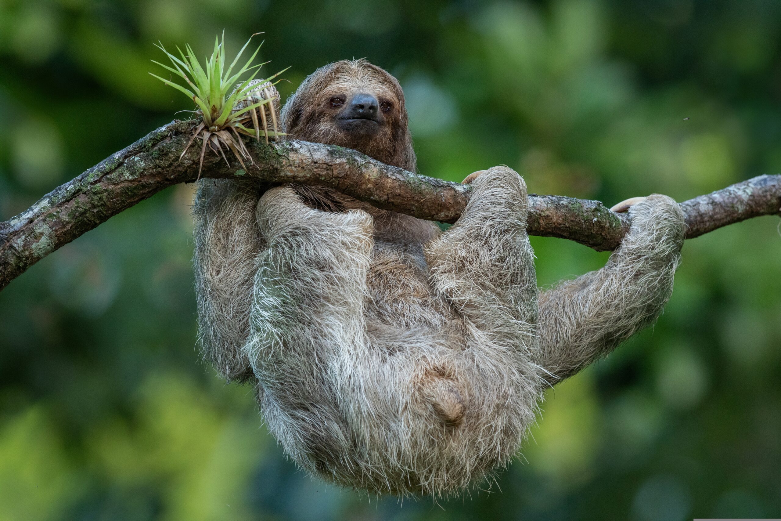 Leneșii sunt amenințați de schimbările climatice, indică un nou studiu