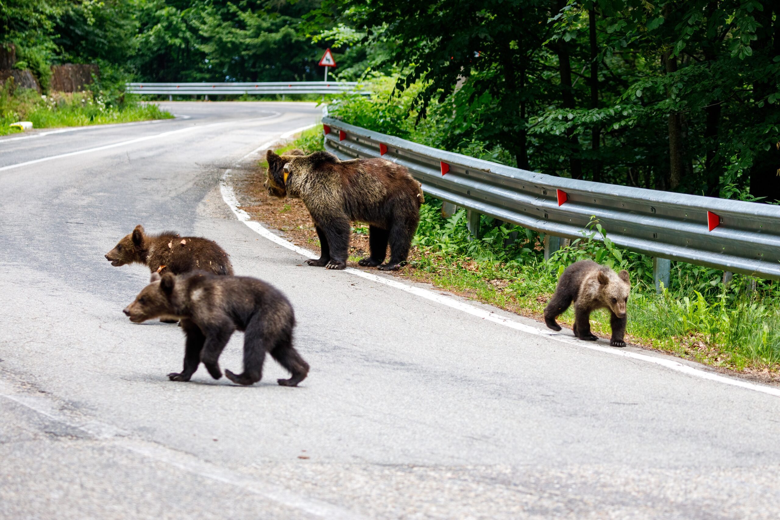 Turiștii de pe Transfăgărășan, avertizați cu panouri că hrănirea ...