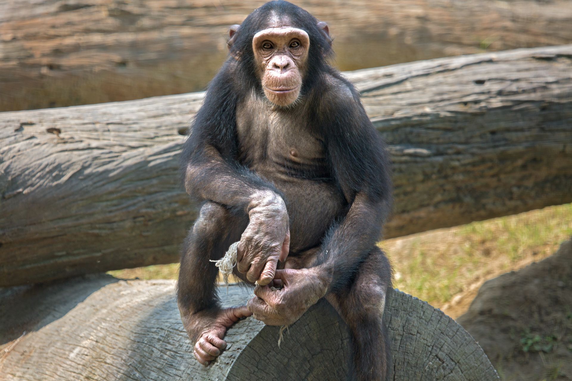 O maimuță și-a recăpătat vederea cu celule stem umane