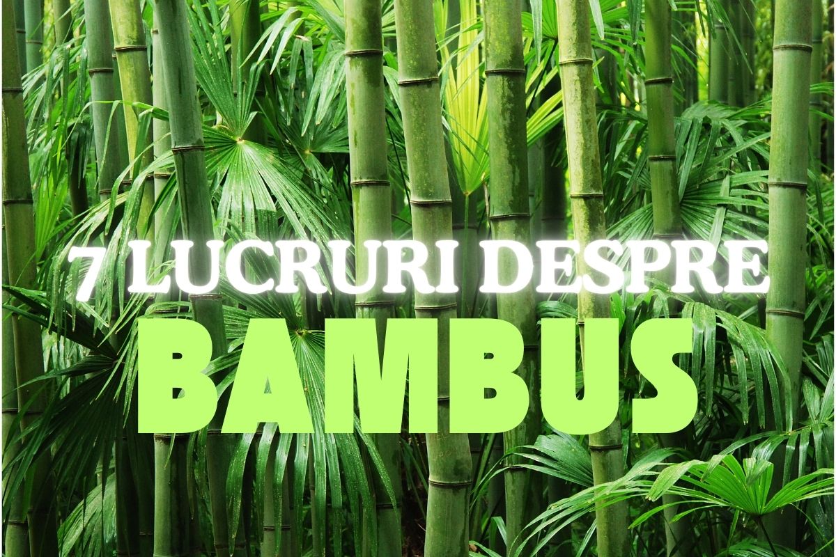 7 lucruri despre bambus, planta preferată a urșilor panda (P)