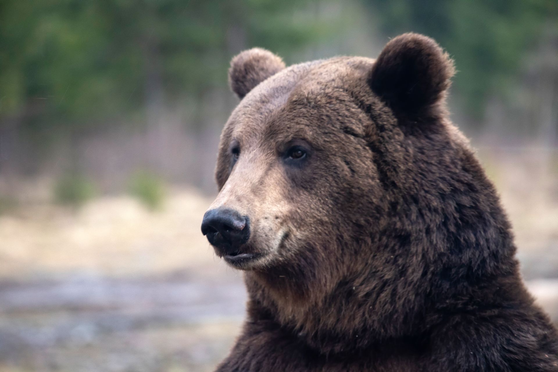 Test de cultură generală. De ce hibernează unele animale?