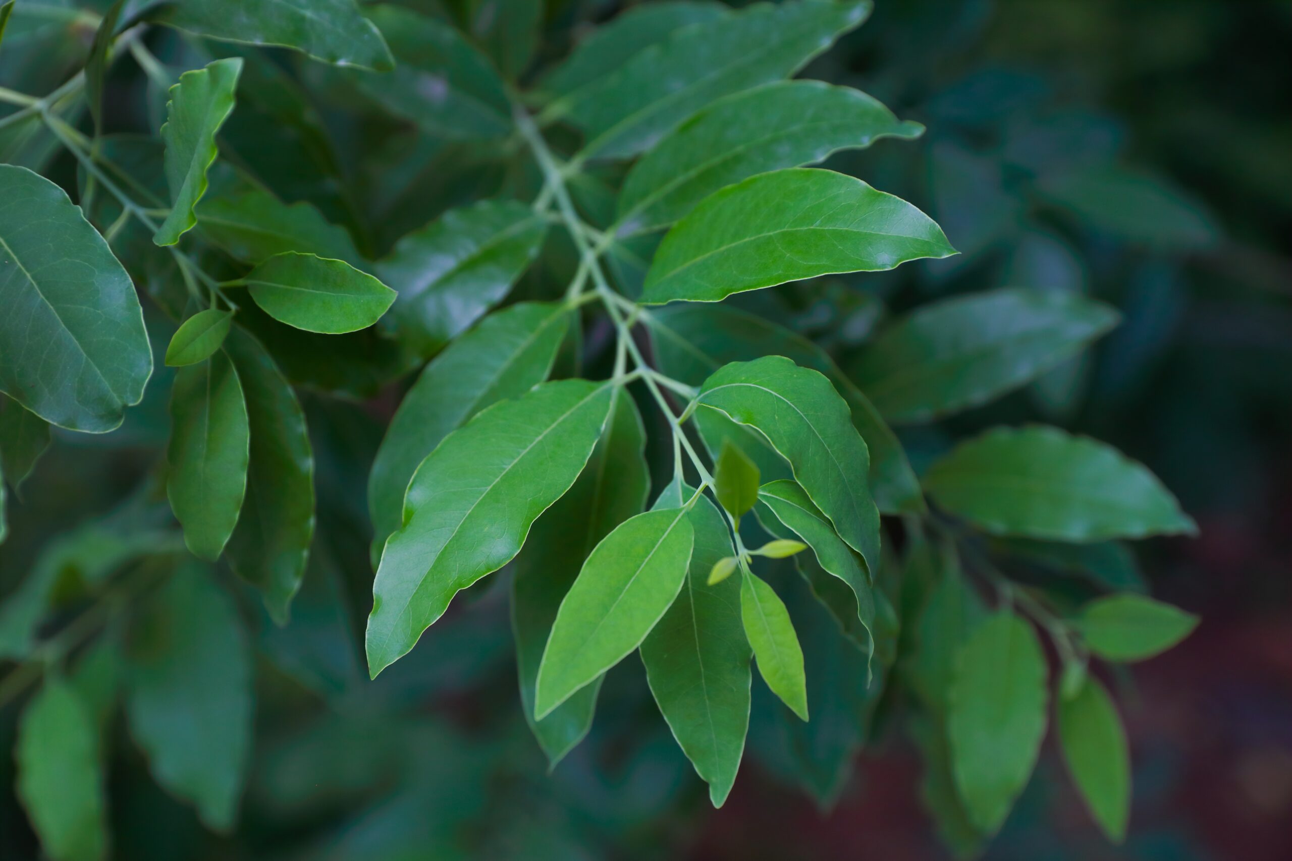 Lemnul de santal, apreciat de întreaga lume pentru aromă, în pericol