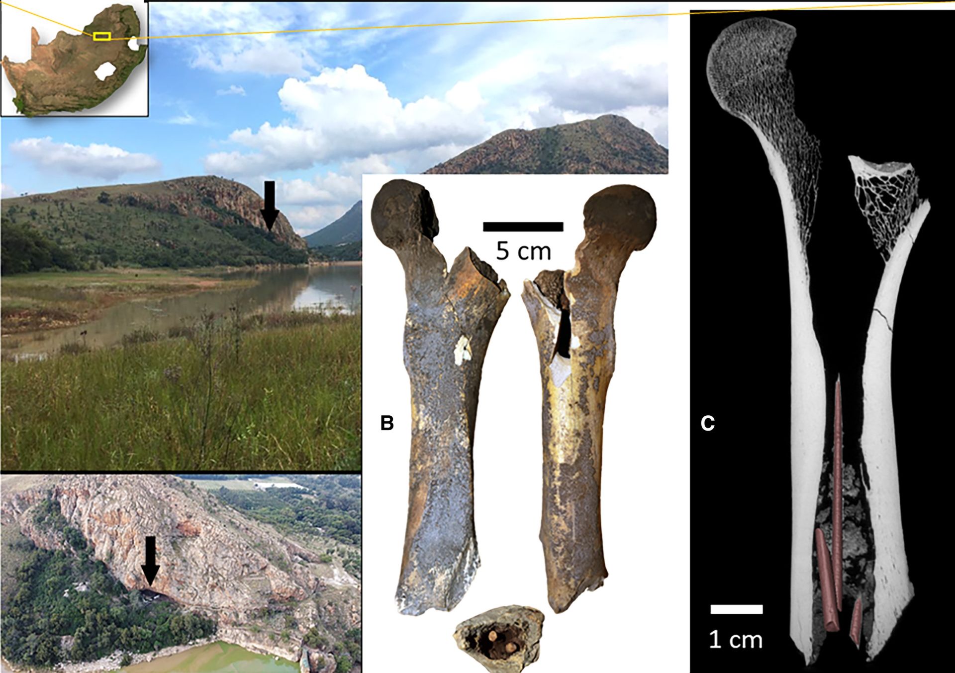 Otrava de pe o săgeată de acum 7.000 de ani este cea mai veche găsită ...