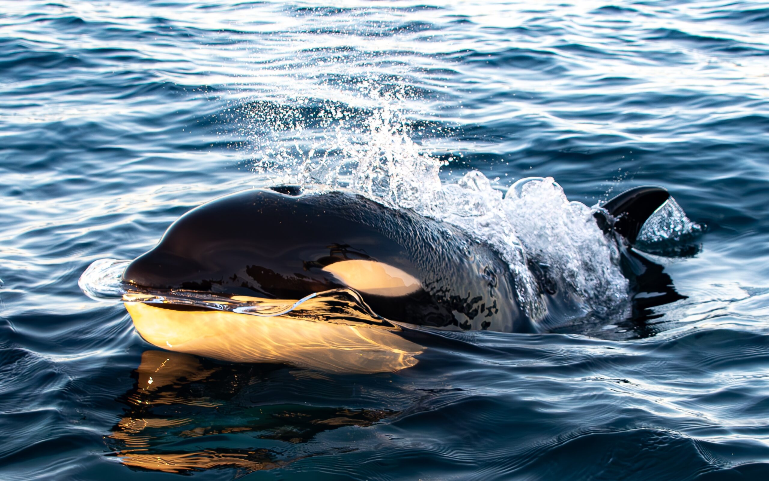 Balenele ucigașe vânează unul dintre cei mai periculoși prădători ...