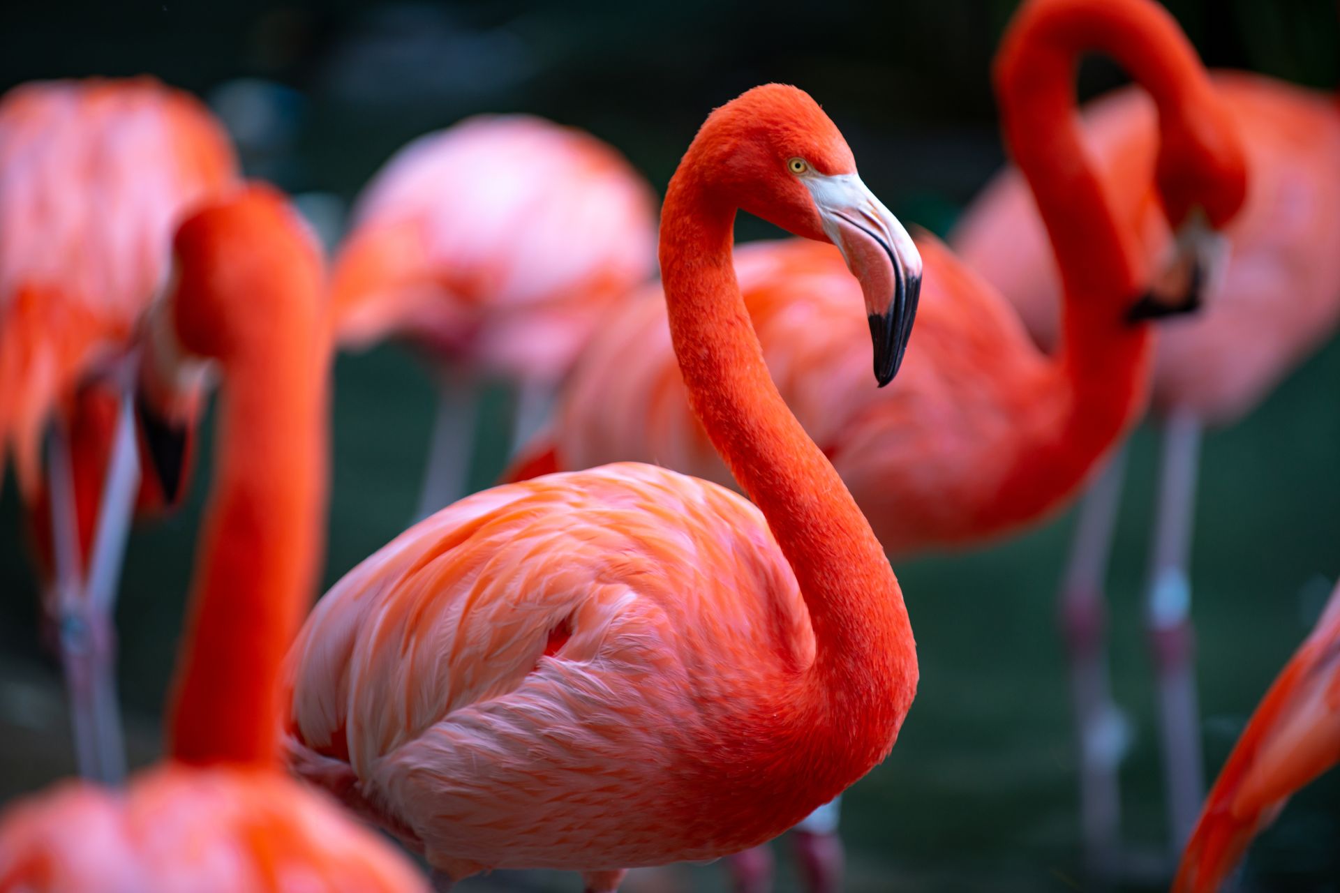 Test de cultură generală. De ce păsările flamingo sunt roz?