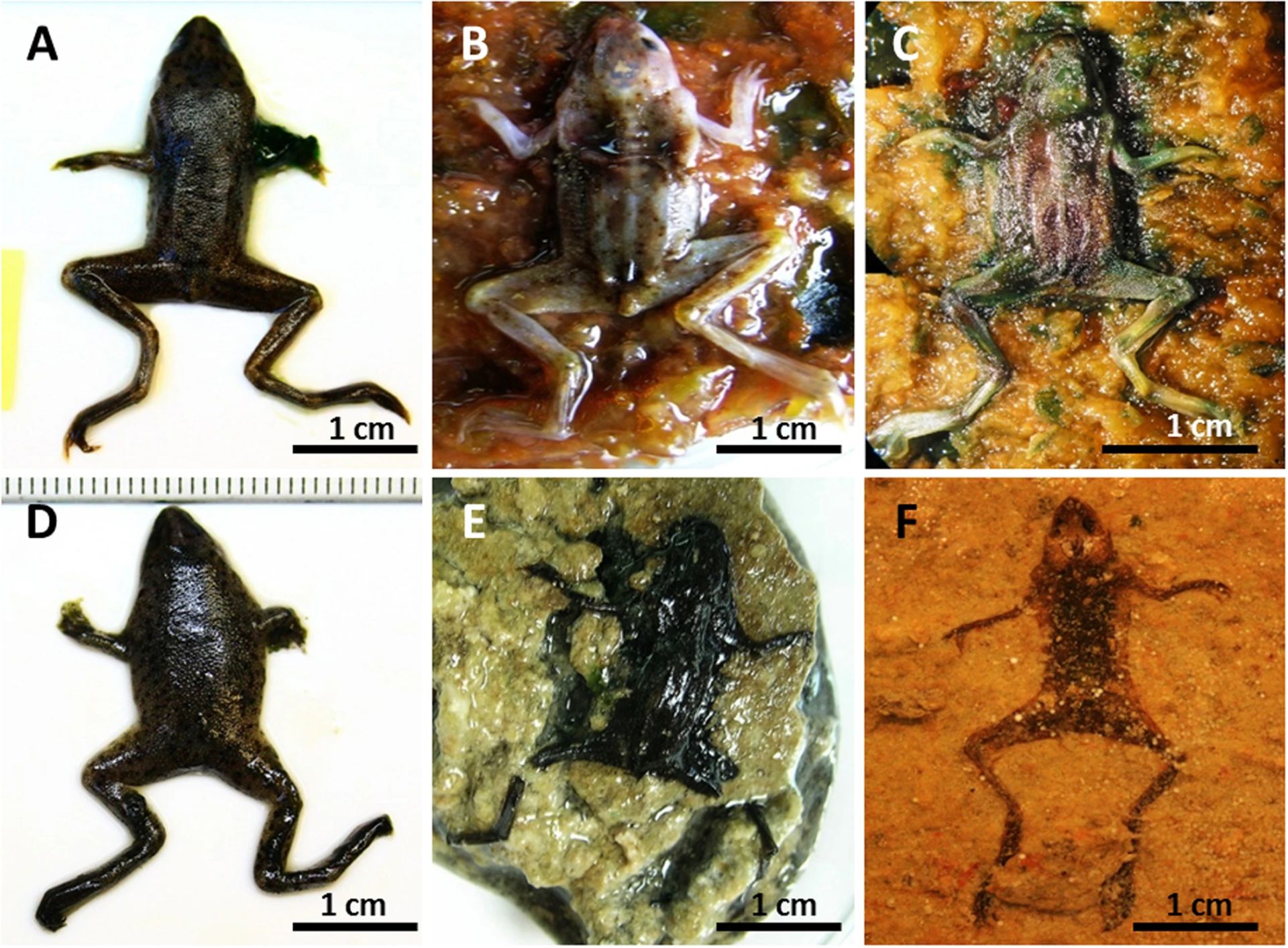 Cât durează formarea unei fosile? Iată ce ne învață o broască!