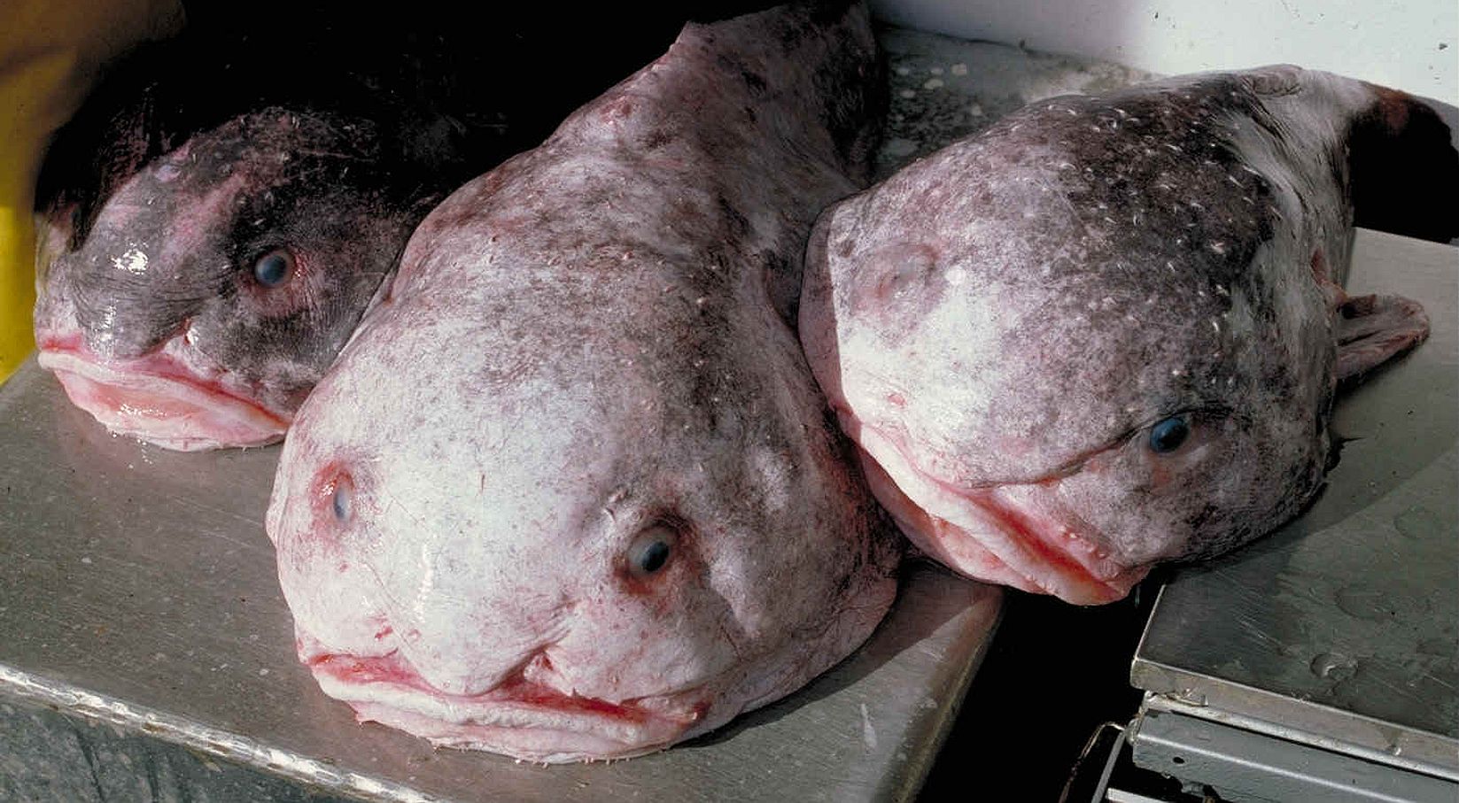 „Cel mai urât animal din lume” a fost numit Peștele Anului în Noua Zeelandă