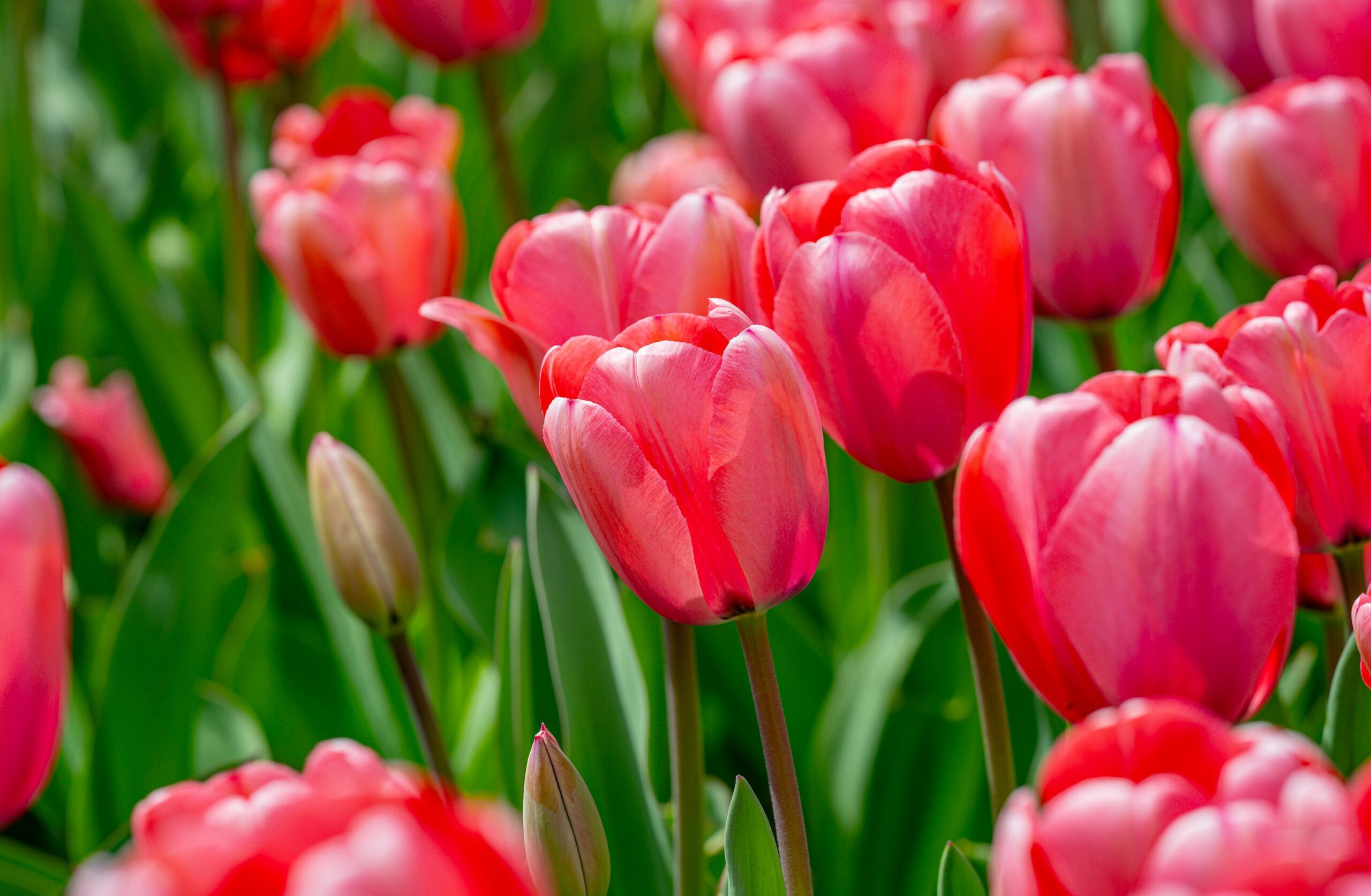 MESAJE de 8 Martie 2025! Cele mai frumoase urări de Ziua Femeii