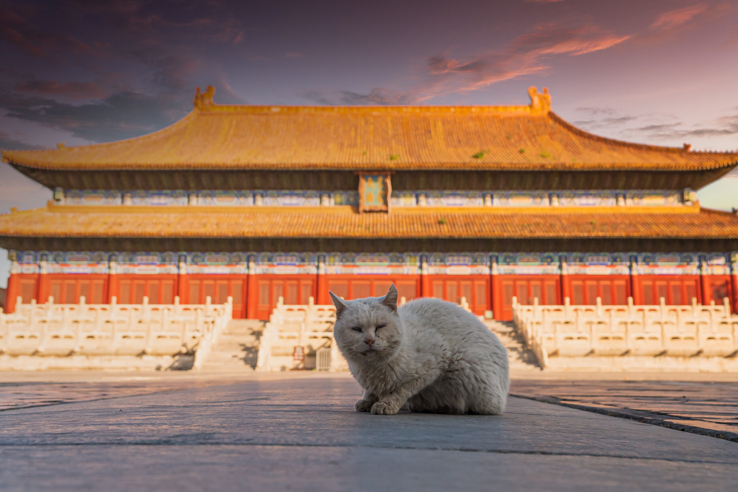 Primele pisici domestice au ajuns în China în urmă cu 1.400 de ani ...