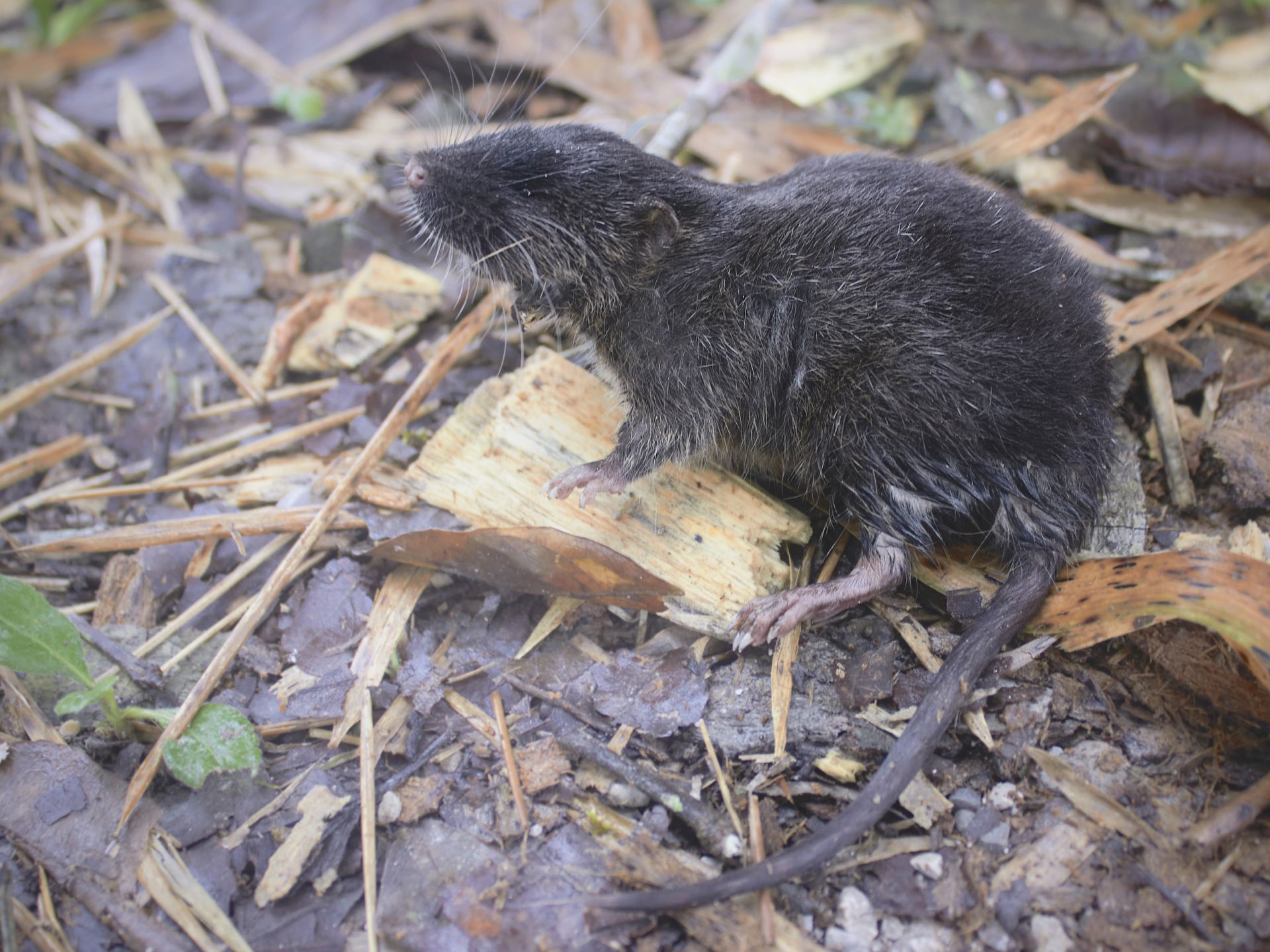 27 de specii noi au fost descoperite în Peru. Printre acestea se află ...