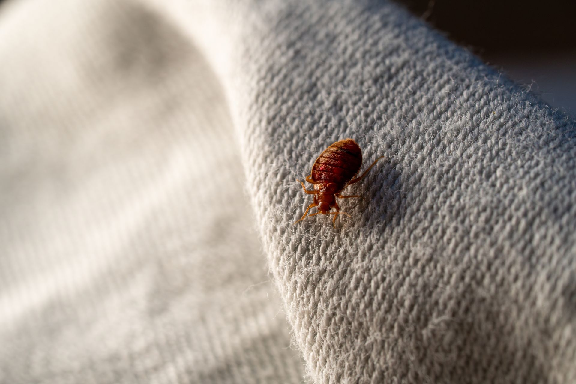 Ploșnițele par să aibă o rezistență genetică la pesticide