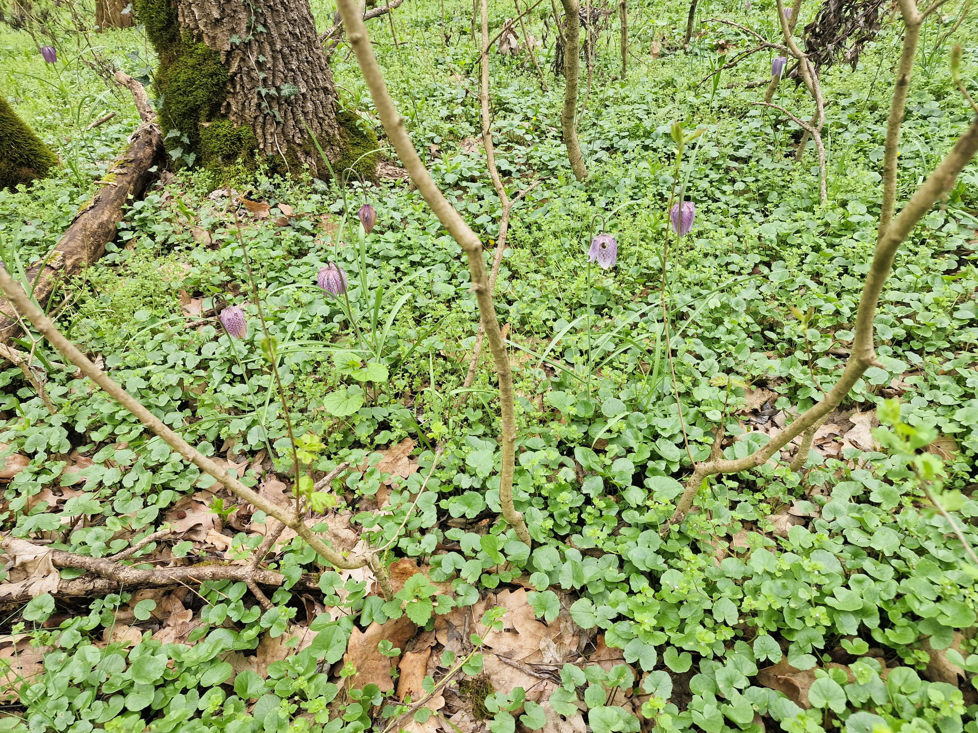 Laleaua pestriță, specie declarată monument al naturii, a înflorit în ...