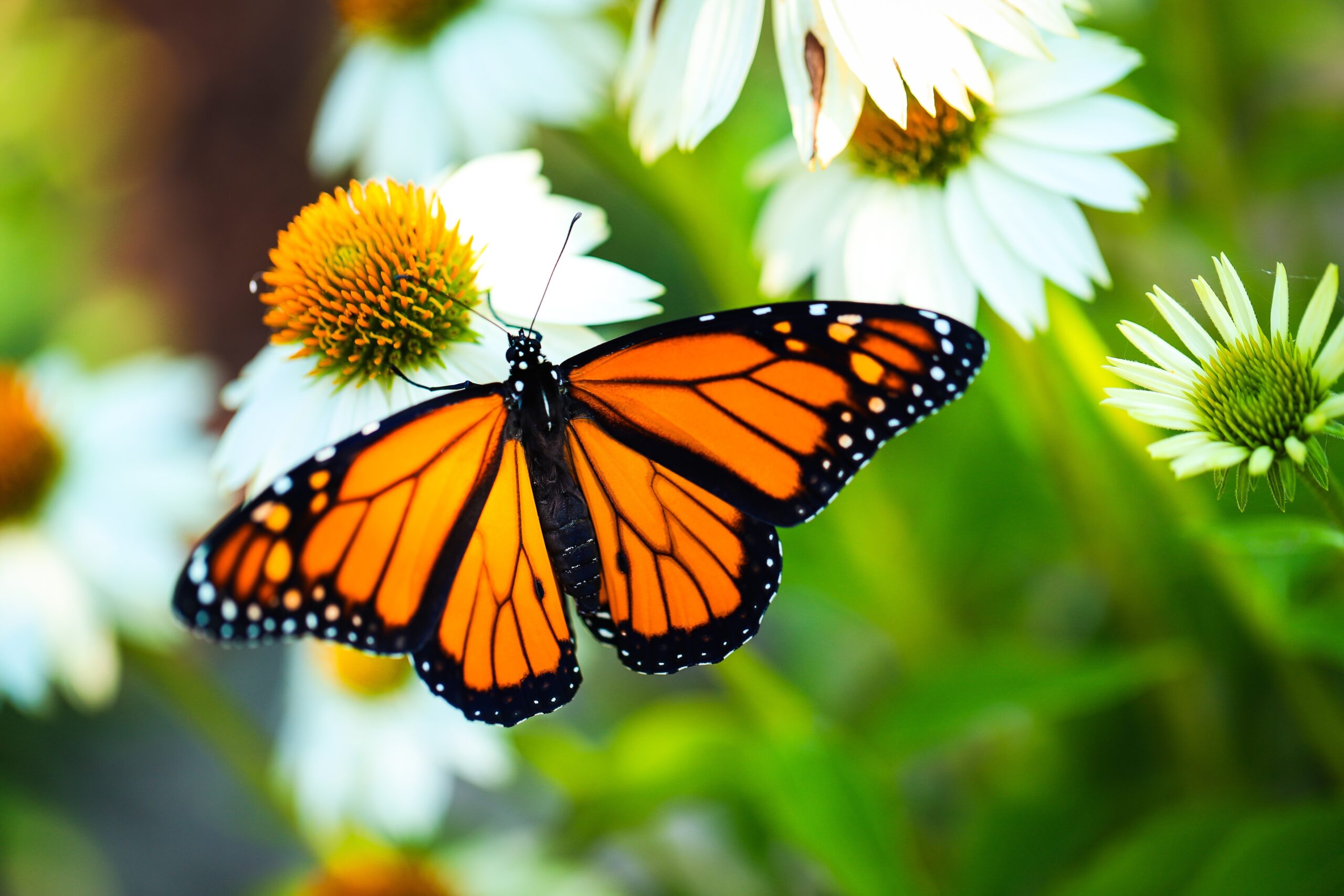 Fluturele monarh: miracolul înaripat care zboară mii de kilometri ...