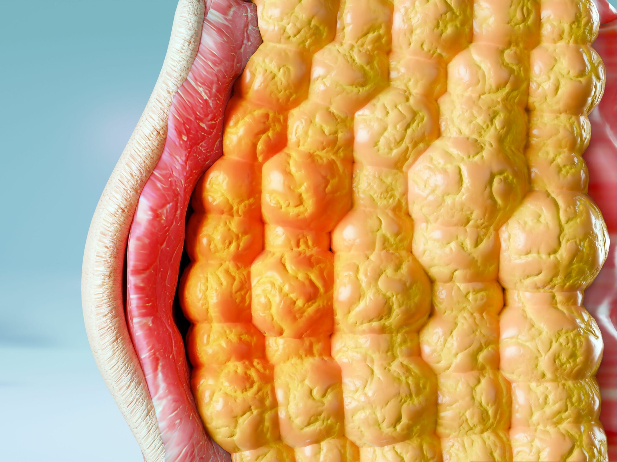 Grăsimea corporală ar putea fi influențată de luna în care ai fost conceput