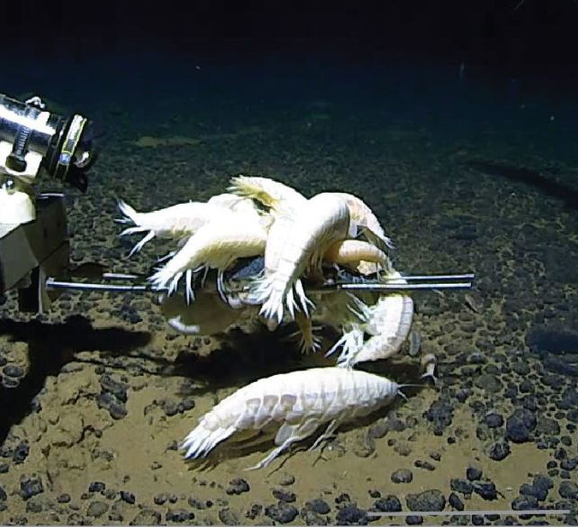 Un crustaceu uriaș populează mai bine de jumătate dintre oceanele lumii