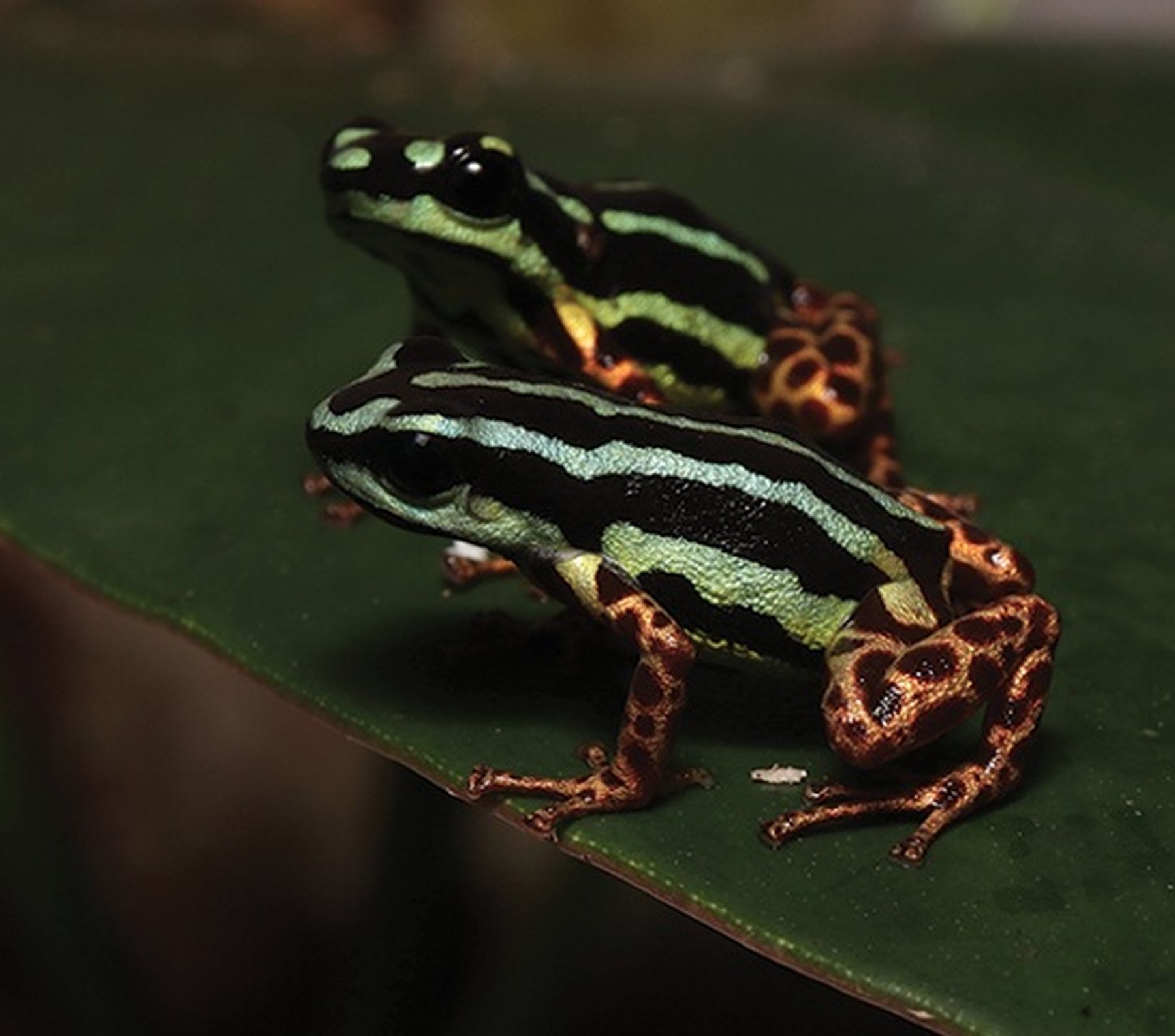 „O bijuterie ascunsă a Amazonului”: Cercetătorii au descoperit o specie ...