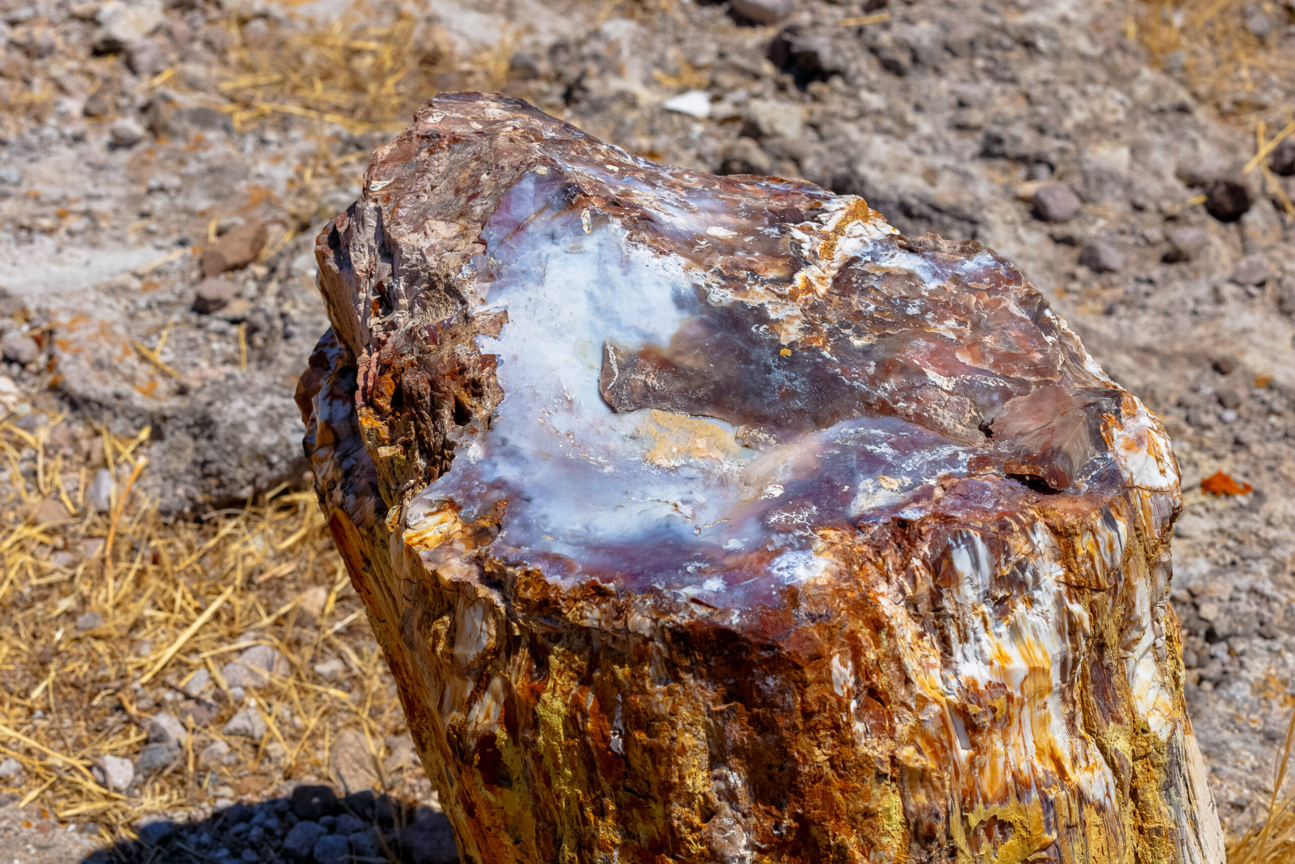 Un trunchi de copac fosilizat vechi de 28 de milioane de ani, dezgropat ...