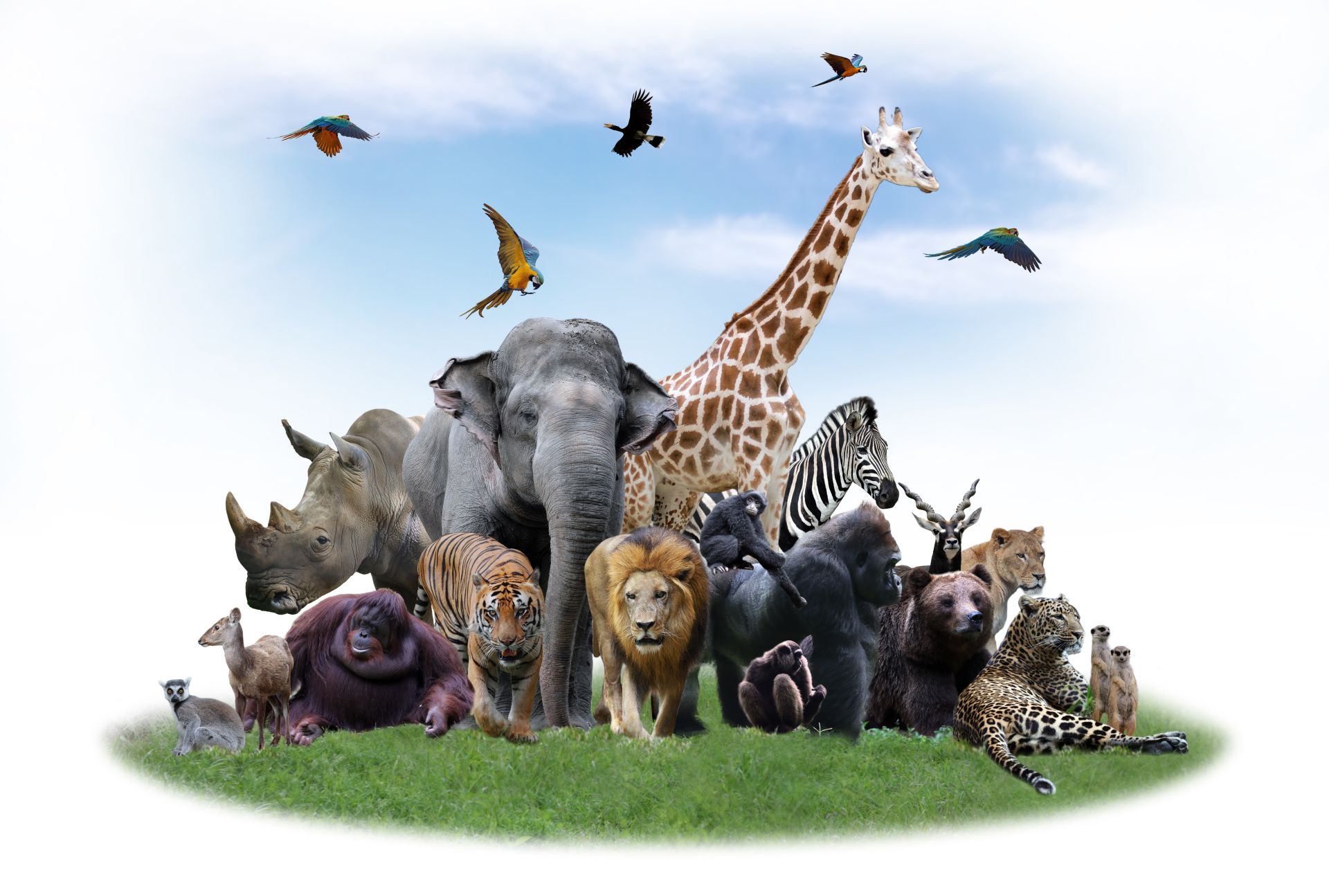 Test de cultură generală. Care animal are cel mai bun simț al mirosului?