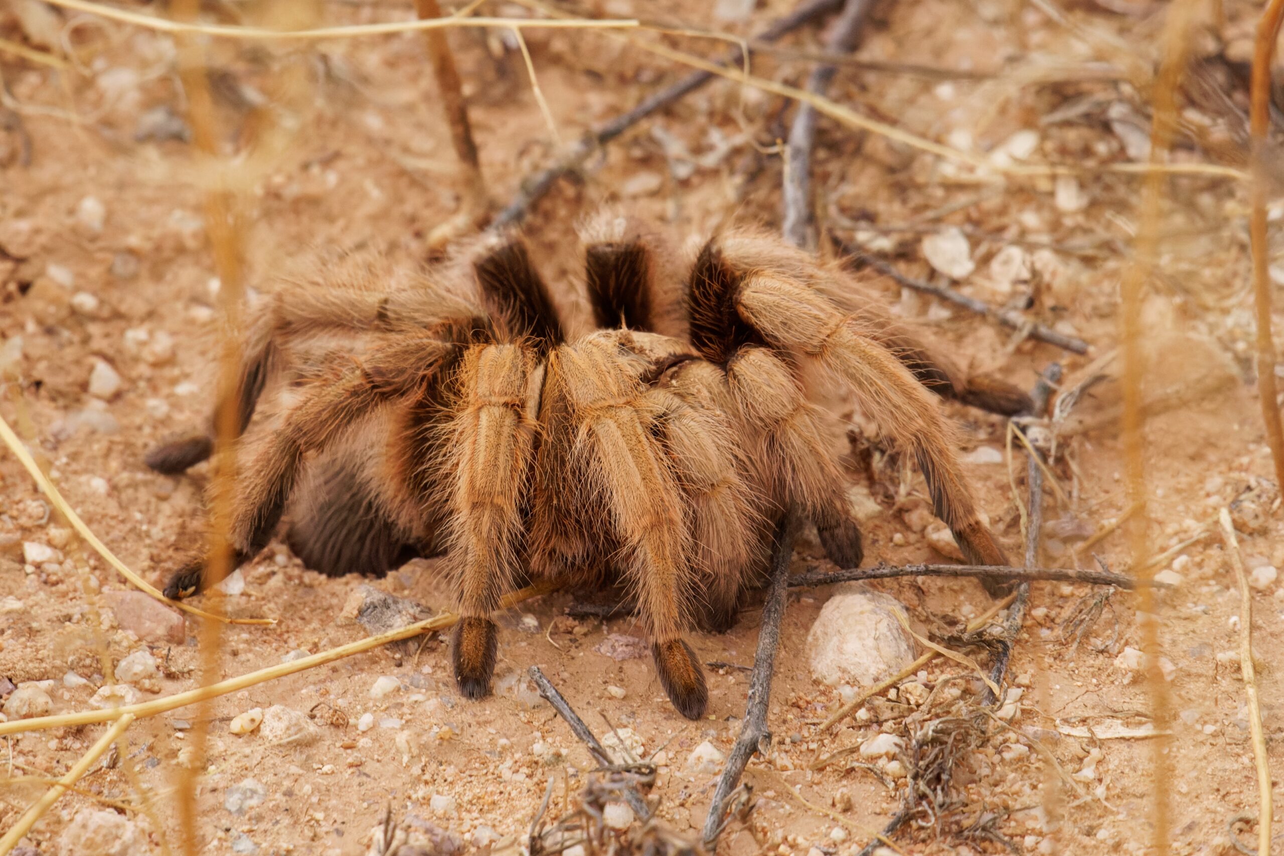 Invazie de tarantule în mai multe state americane
