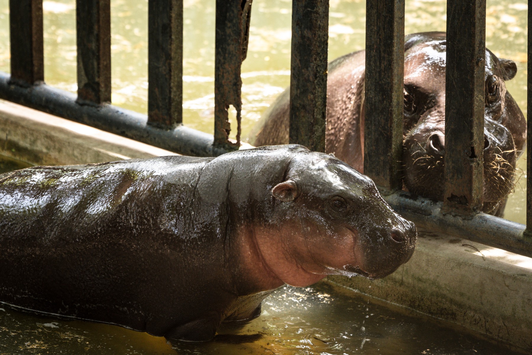 Un pui de hipopotam pitic face senzație la o grădină zoologică din ...
