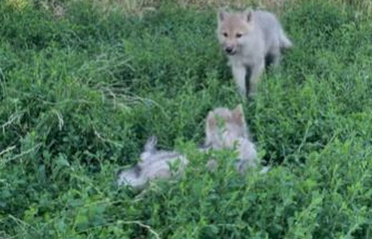 Pui de lup arctic, născuți pentru prima dată în România. Unde pot fi ...