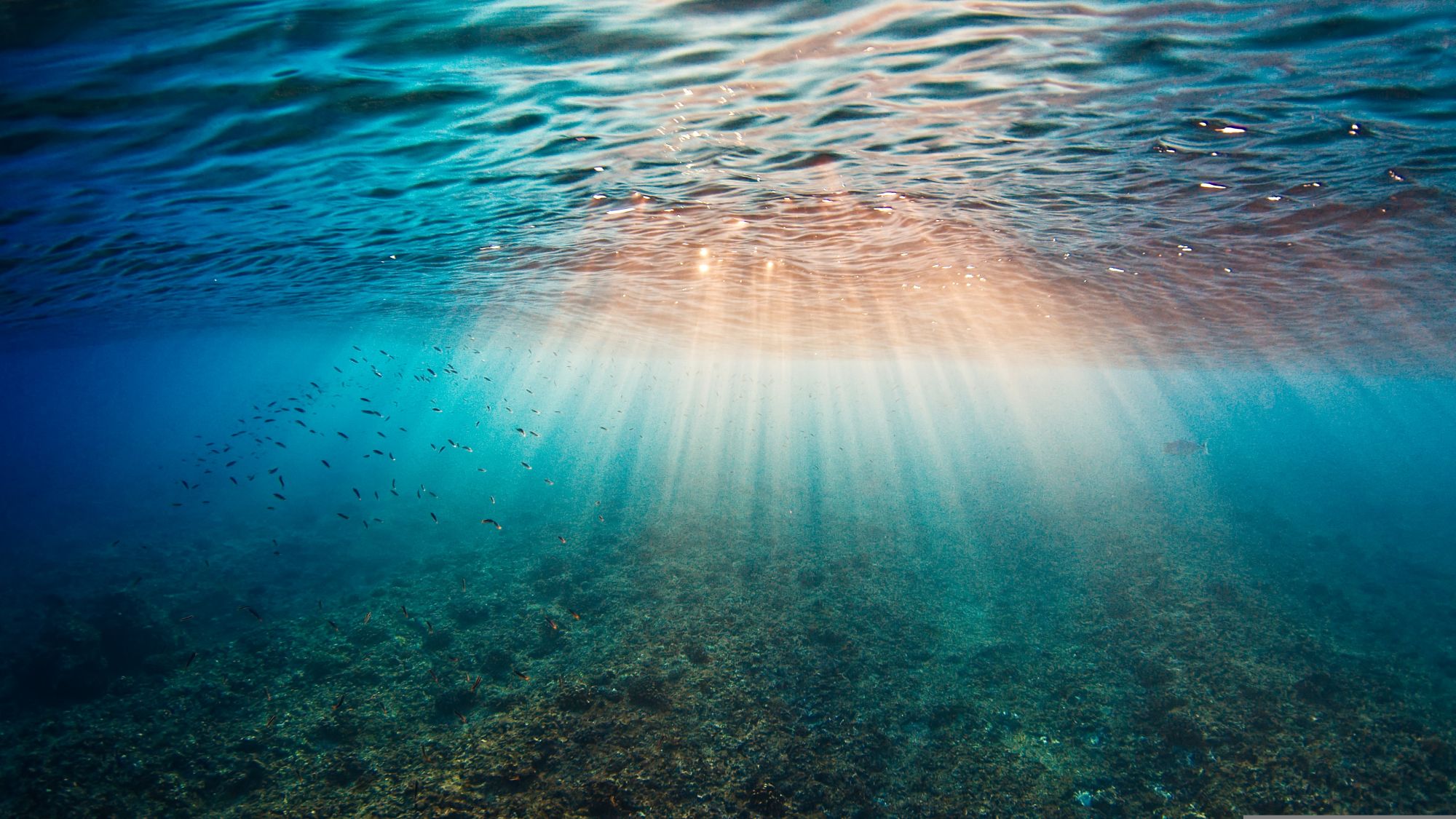 Un tratat ONU pentru protejarea oceanelor va deveni lege din ianuarie 2026