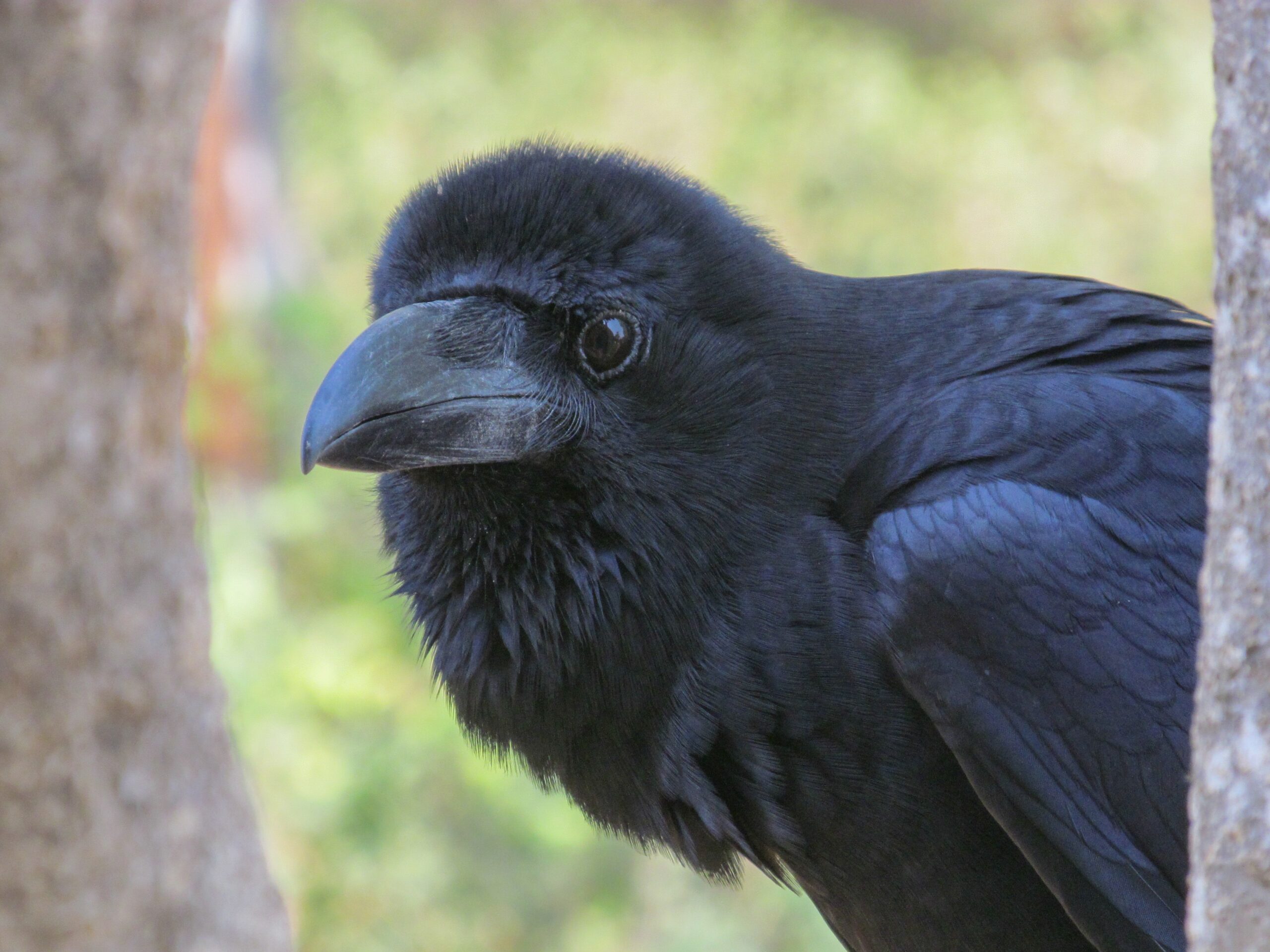 Corbii sunt capabili să măsoare trecerea timpului, arată un nou studiu