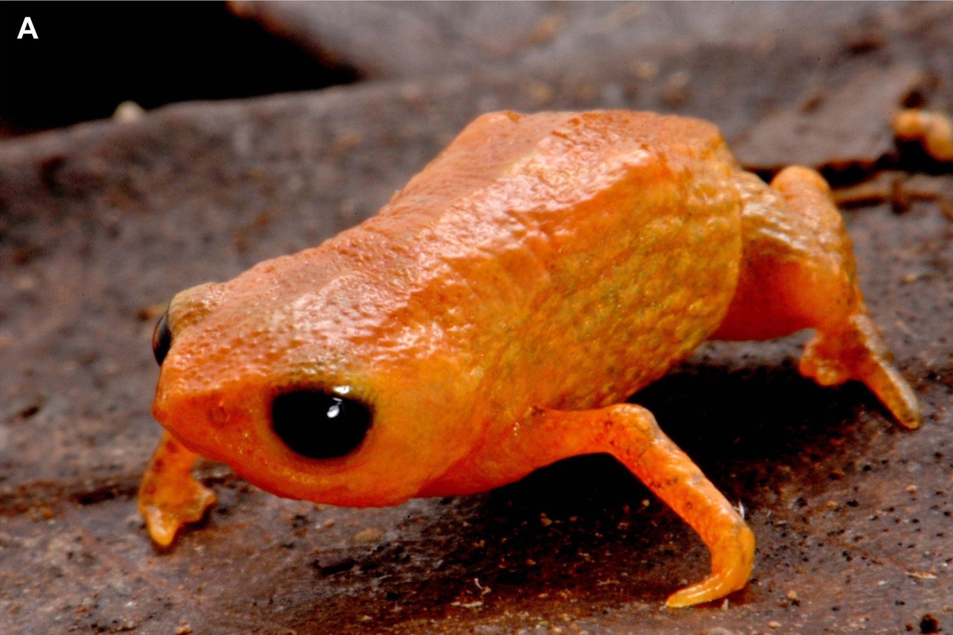 O nouă specie de broască arată ca un dovleac în miniatură