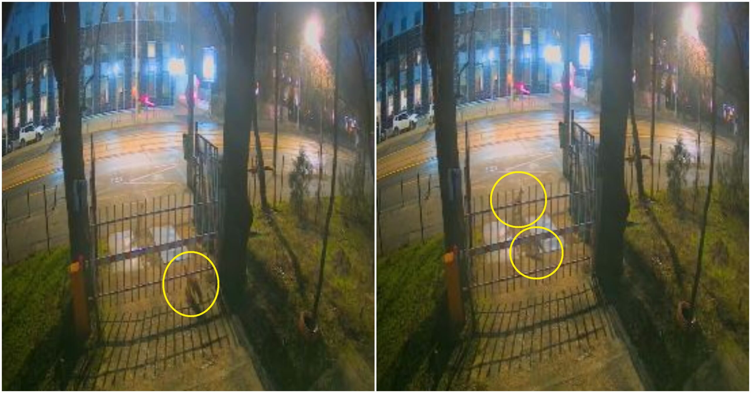 Imagini inedite în centrul Bucureștiului: trei vulpi au fost surprinse ...