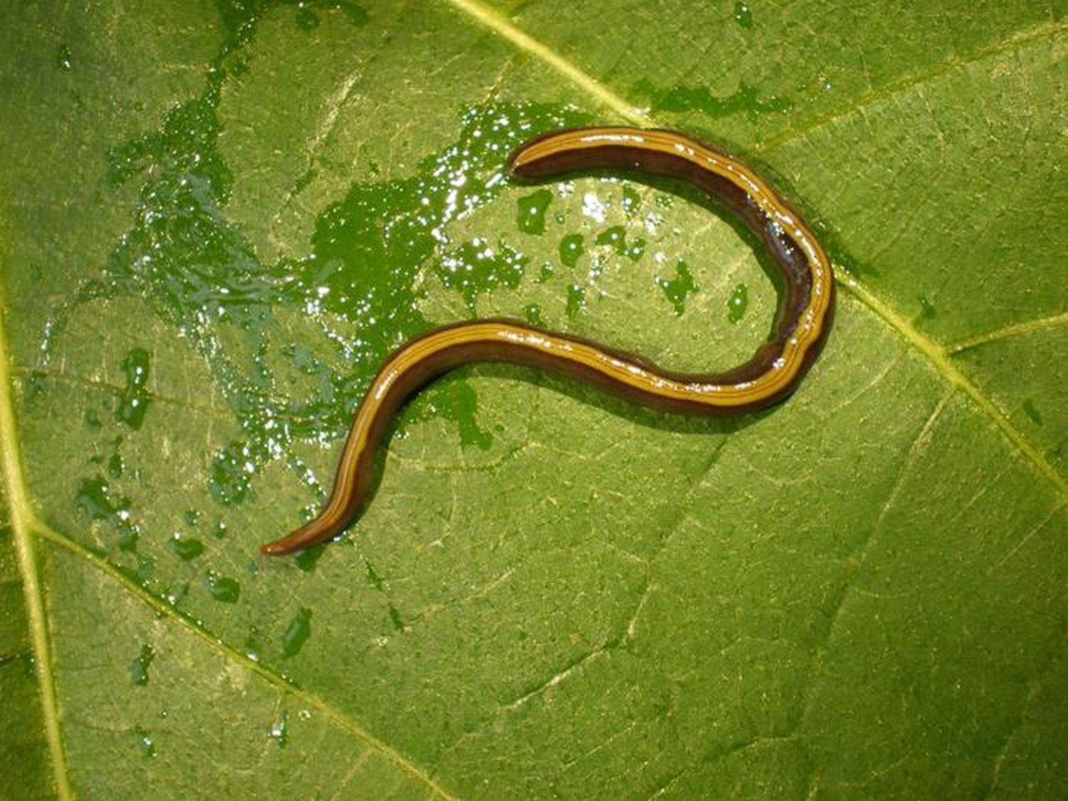 Câinii și pisicile răspândesc o specie invazivă de viermi. Cât de ...