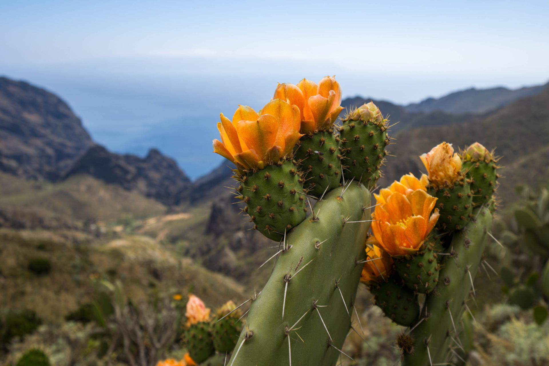 Cactușii sunt „mașinării” de evoluție rapidă, arată un nou studiu
