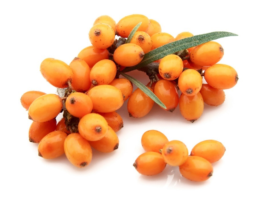 Cătina: miraculosul ginseng românesc