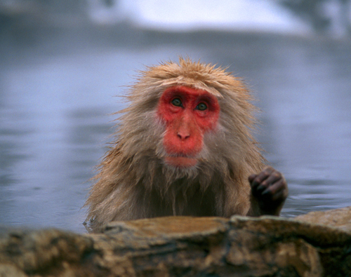 30 de lucruri pe care nu le stiai despre maimute