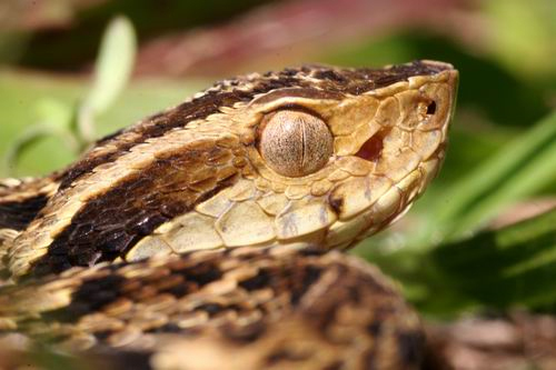 10 lucruri interesante despre serpi